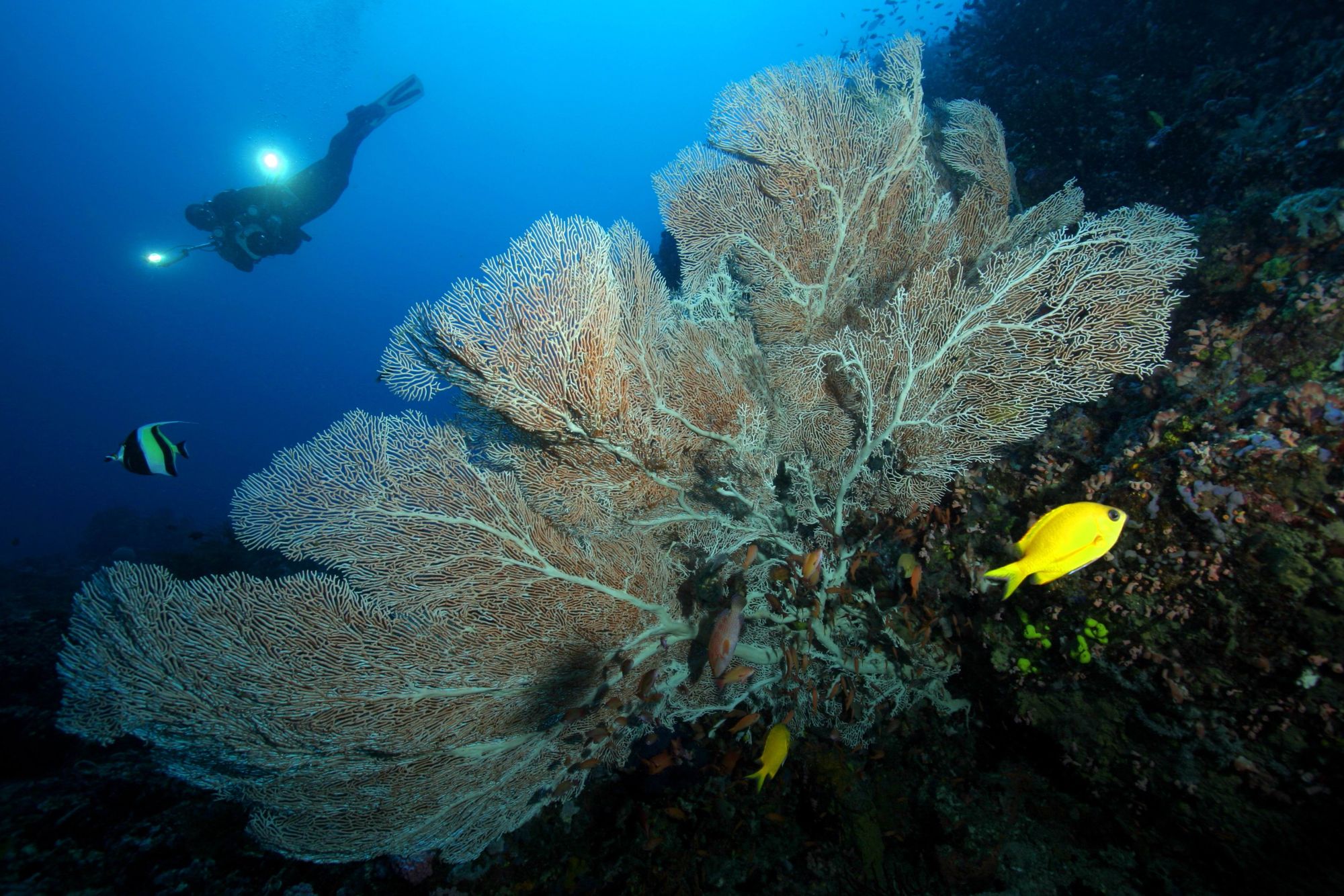 Outdoor Voyage | Atlantis Azores Liveaboard - Apo Reef & Wrecks of Coron